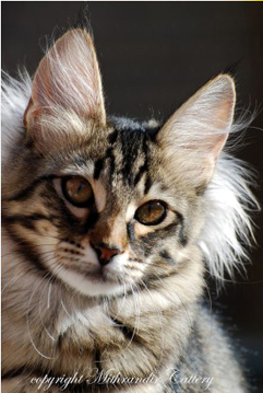 Silver Tabby Turkish Angora